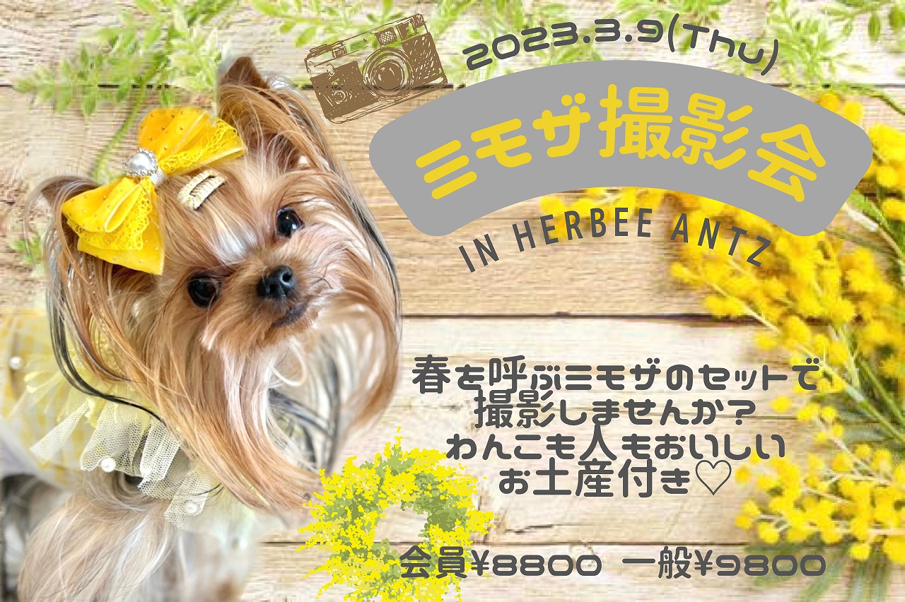 3月9日(木)春を呼ぶミモザ撮影会in Herbee Antz - わんにゃんハート